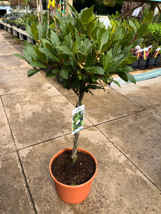 Booths Garden Centre