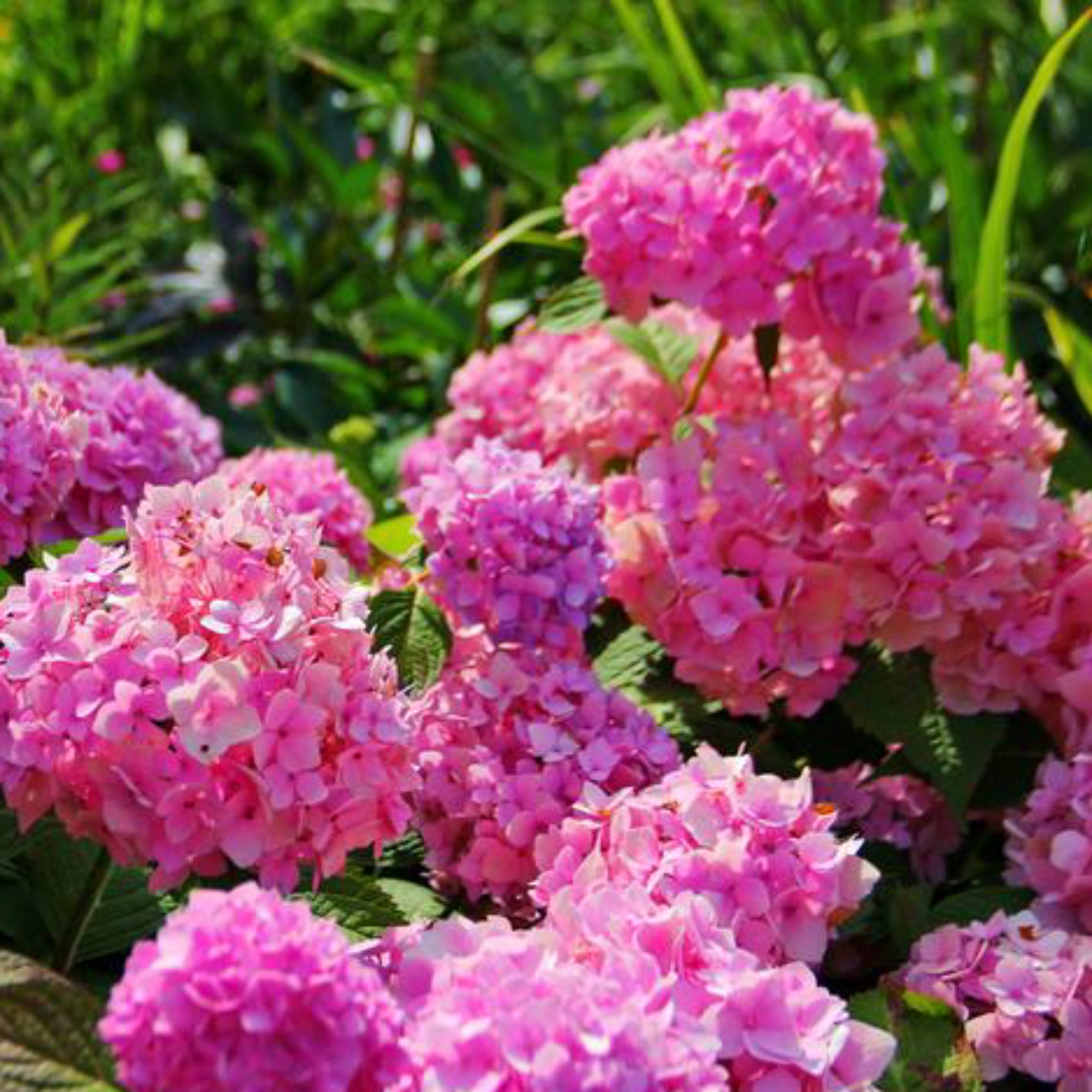 Booths Garden Centre