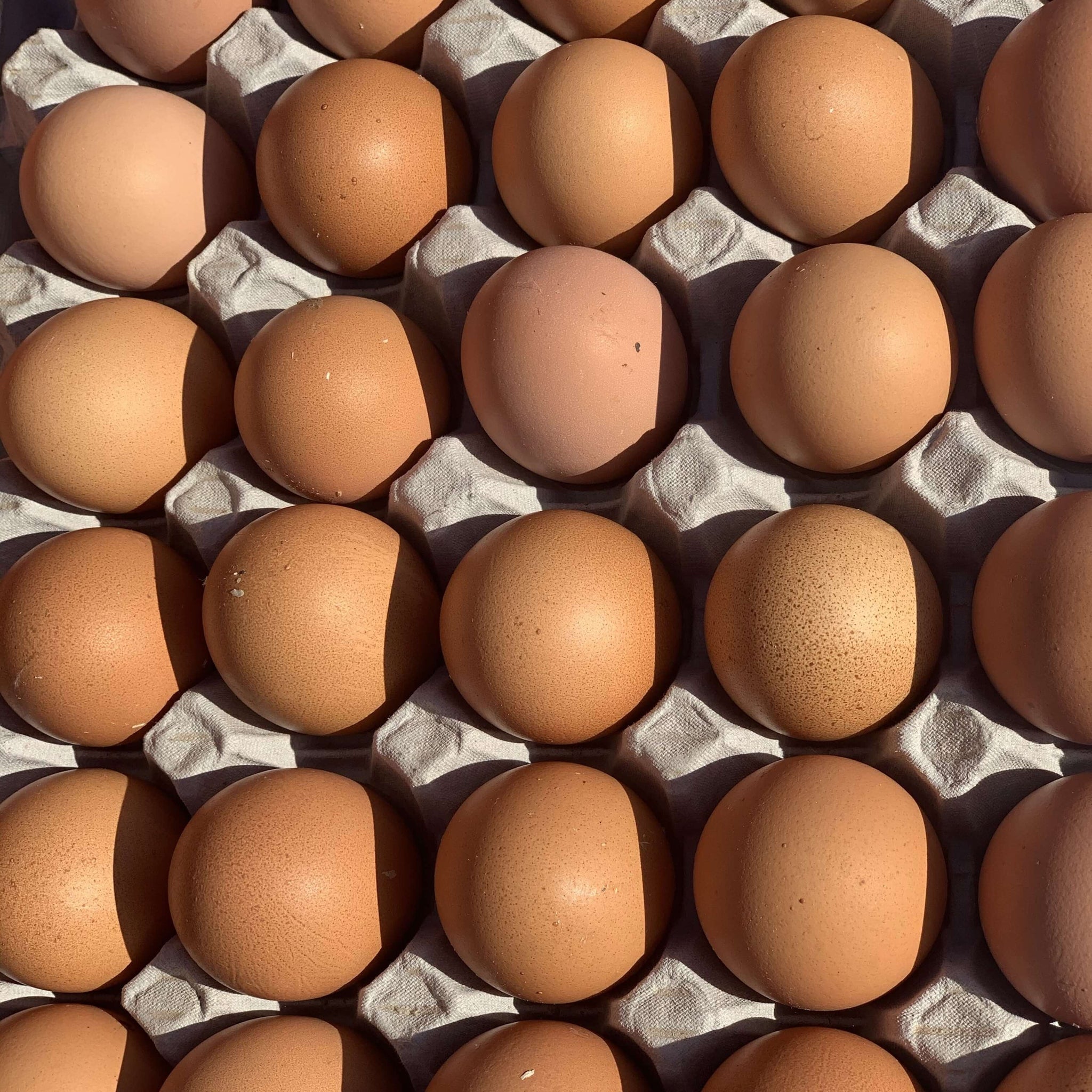 1 dozen fresh eggs (12 Eggs) – Booths Garden Centre